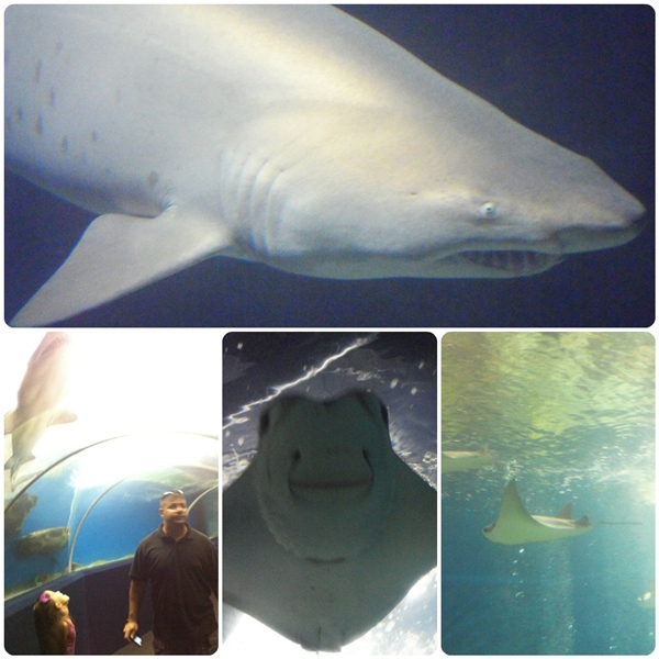 Greater Cleveland Aquarium Review